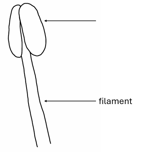 Anther Filament Drawing